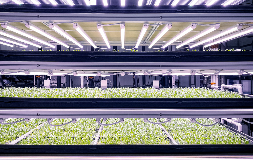 Fresh vegetables from the heart of the city | ebm-papst SEA
